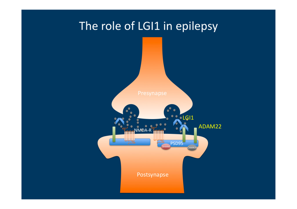 A question of conformation – chemical correction of LGI1 dysfunction ...