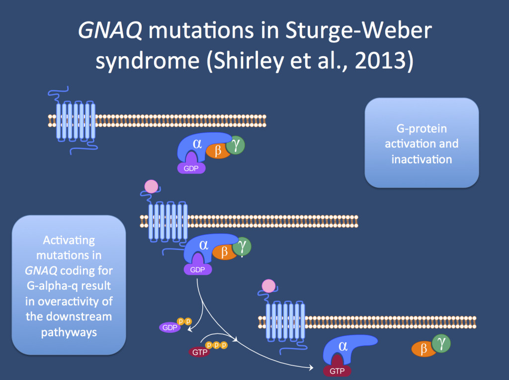 Sturge-Weber syndrome explained – somatic mutations in GNAQ | Beyond ...
