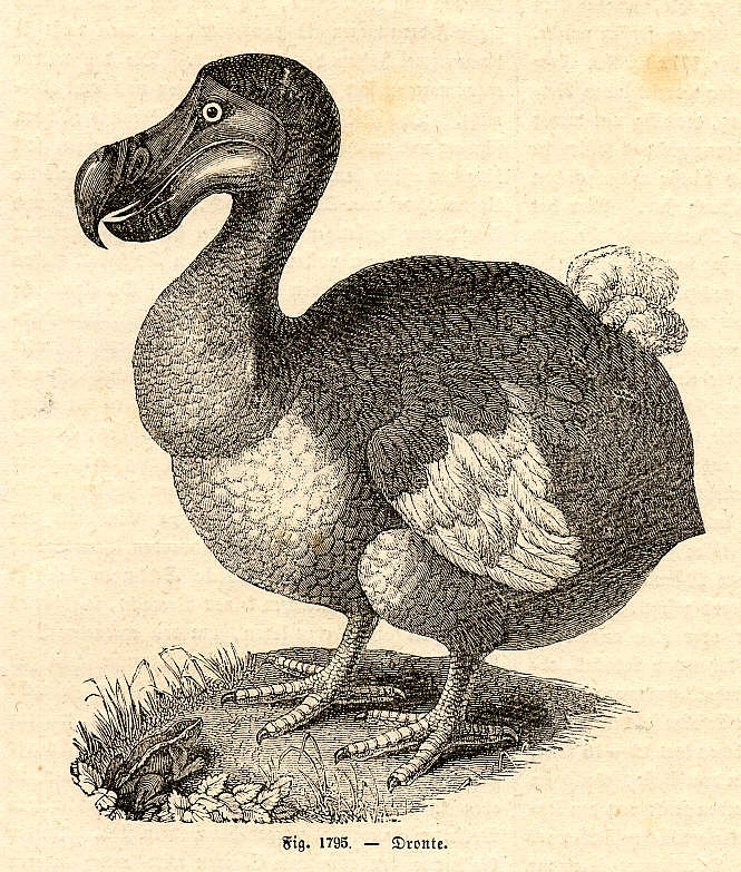 DODO1 | Beyond the Ion Channel