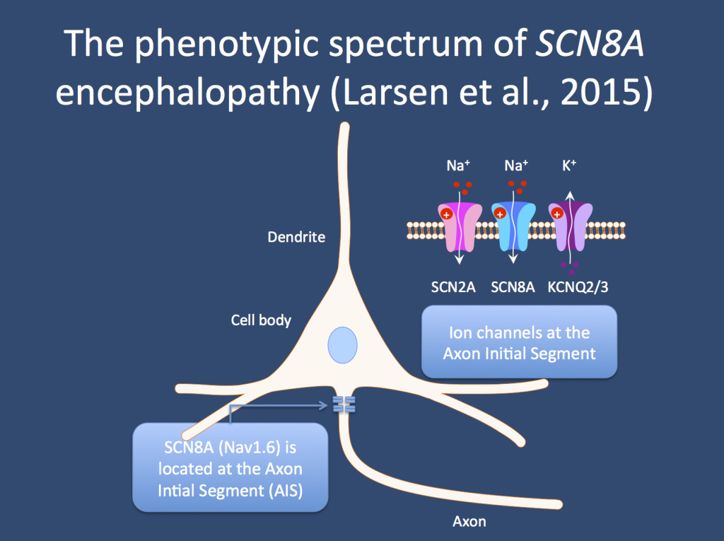 SCN8A encephalopathy – and how it differs from Dravet Syndrome | Beyond ...