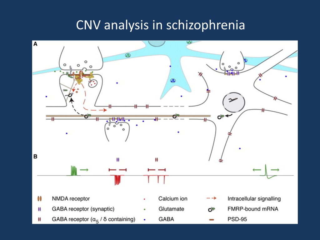 A numbers game – Copy Number Variations in schizophrenia | Beyond the ...
