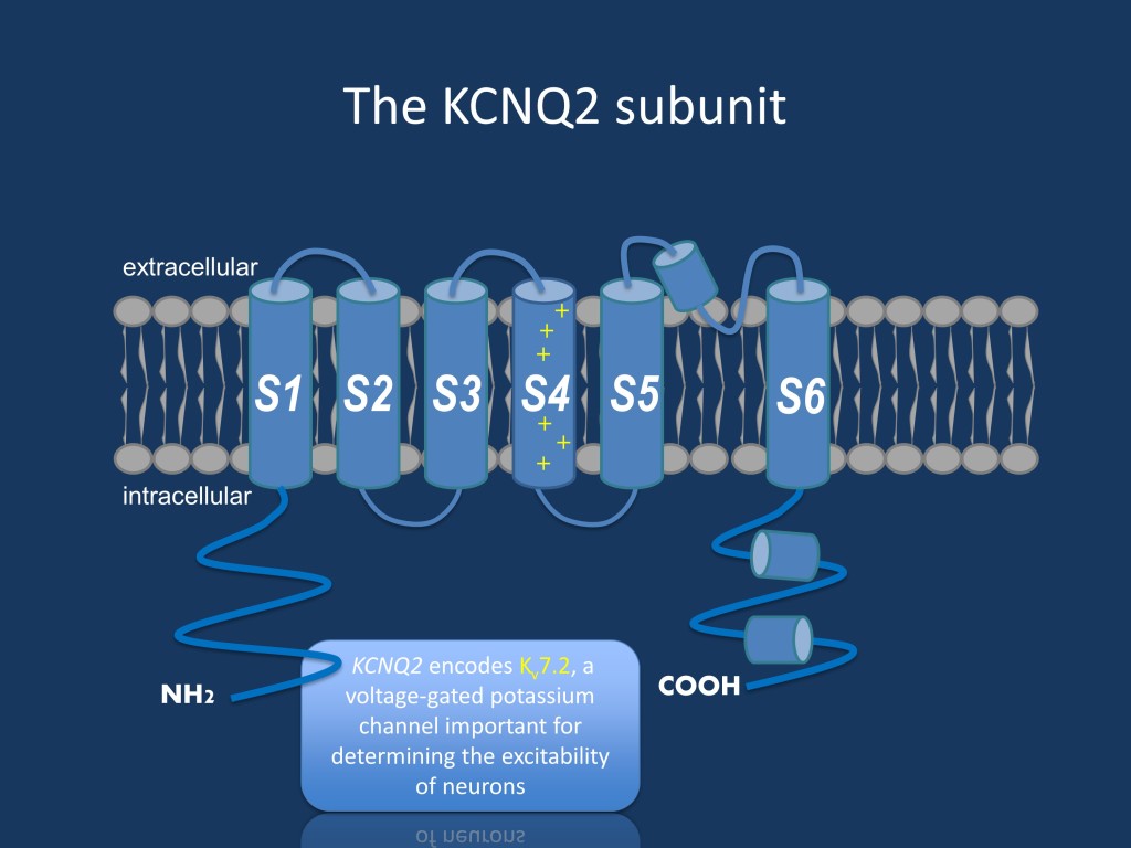 KCNQ2 – this is what you need to know | Beyond the Ion Channel