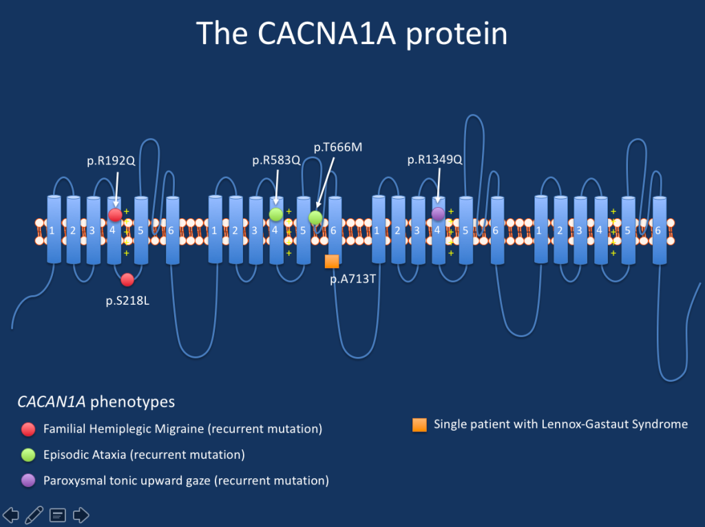 CACNA1A – this is what you need to know (2015) | Helbig Lab