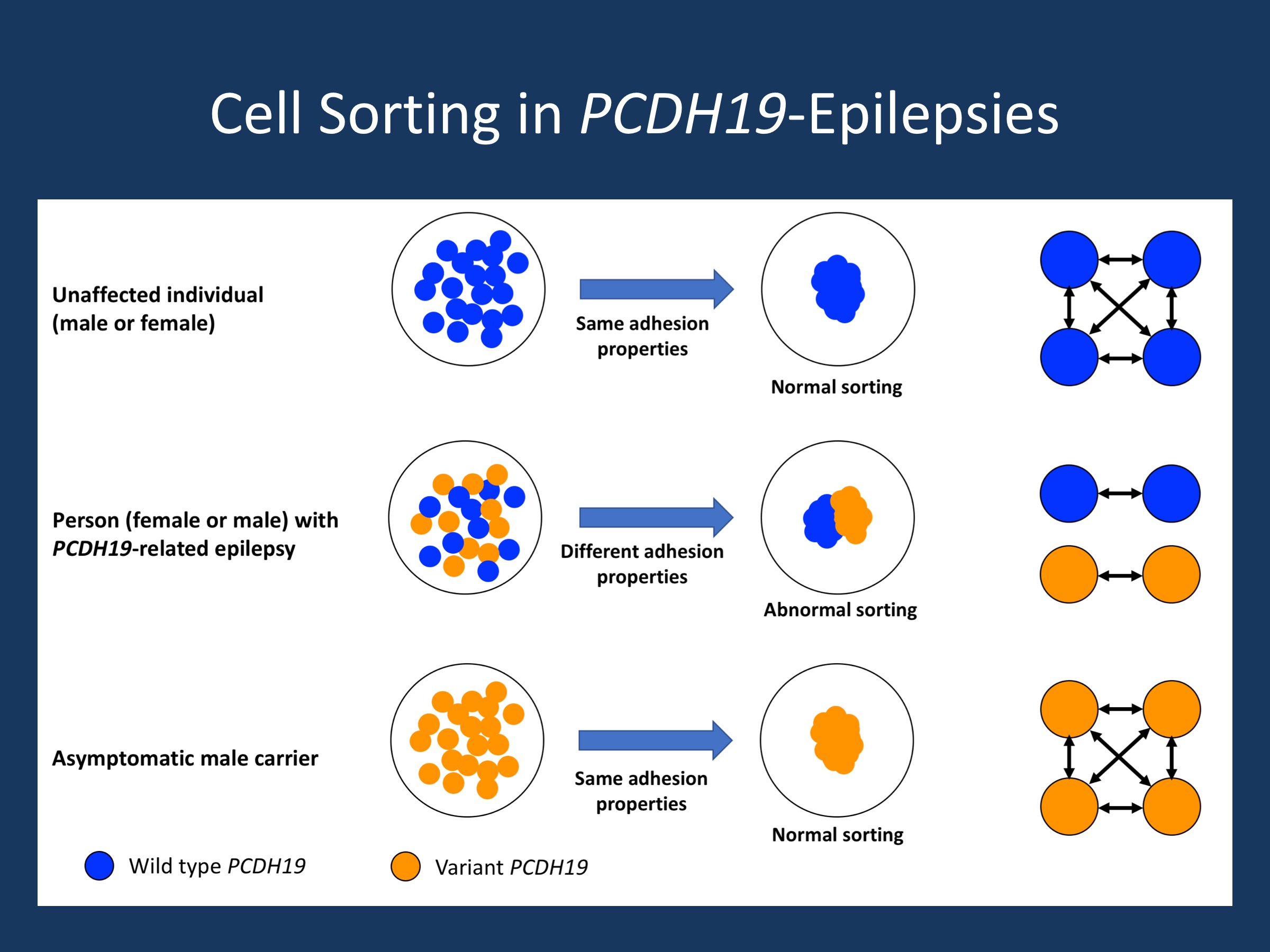PCDH19-related epilepsy: understanding cellular interference | Beyond ...