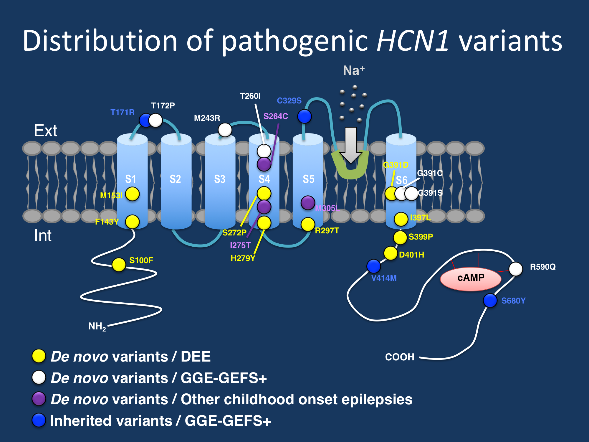 HCN1 enters the GEFS+ sphere | Beyond the Ion Channel