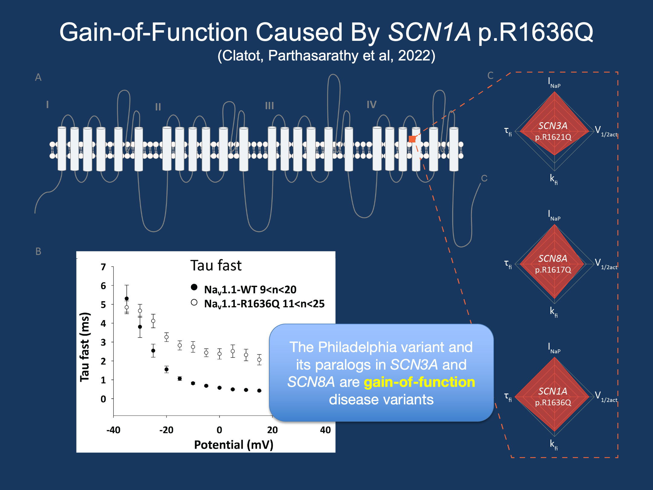 SCN1A gain-of-function, paralogs, and the Philadelphia variant | Beyond ...