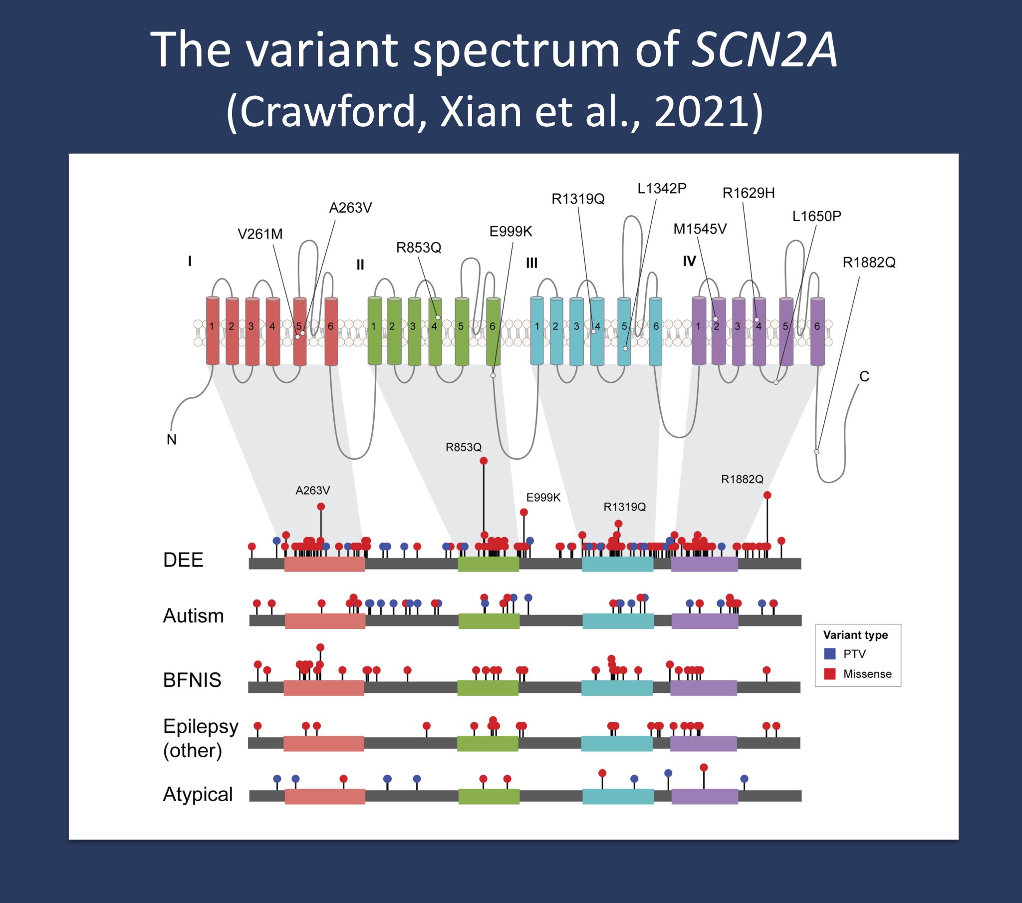 SCN2A – this is what you need to know (2023) | Beyond the Ion Channel