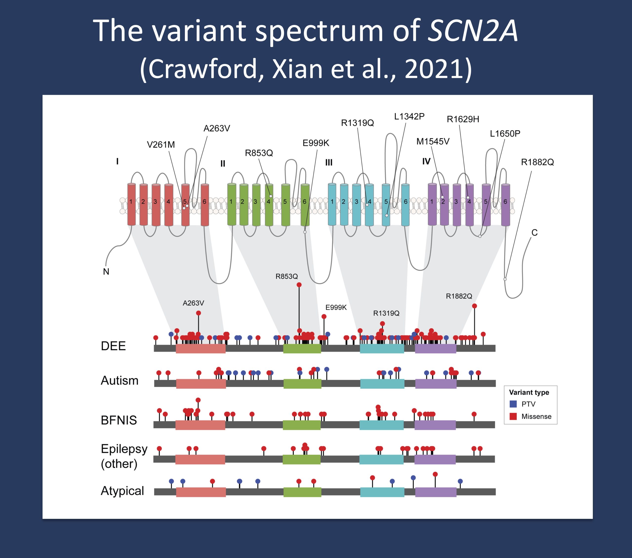SCN2A – here is what you need to know in 2023 | Beyond the Ion Channel