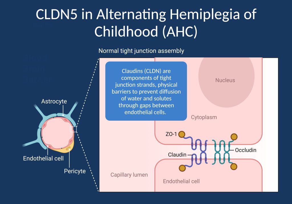 CLDN5, the blood brain barrier, and alternating hemiplegia of childhood ...