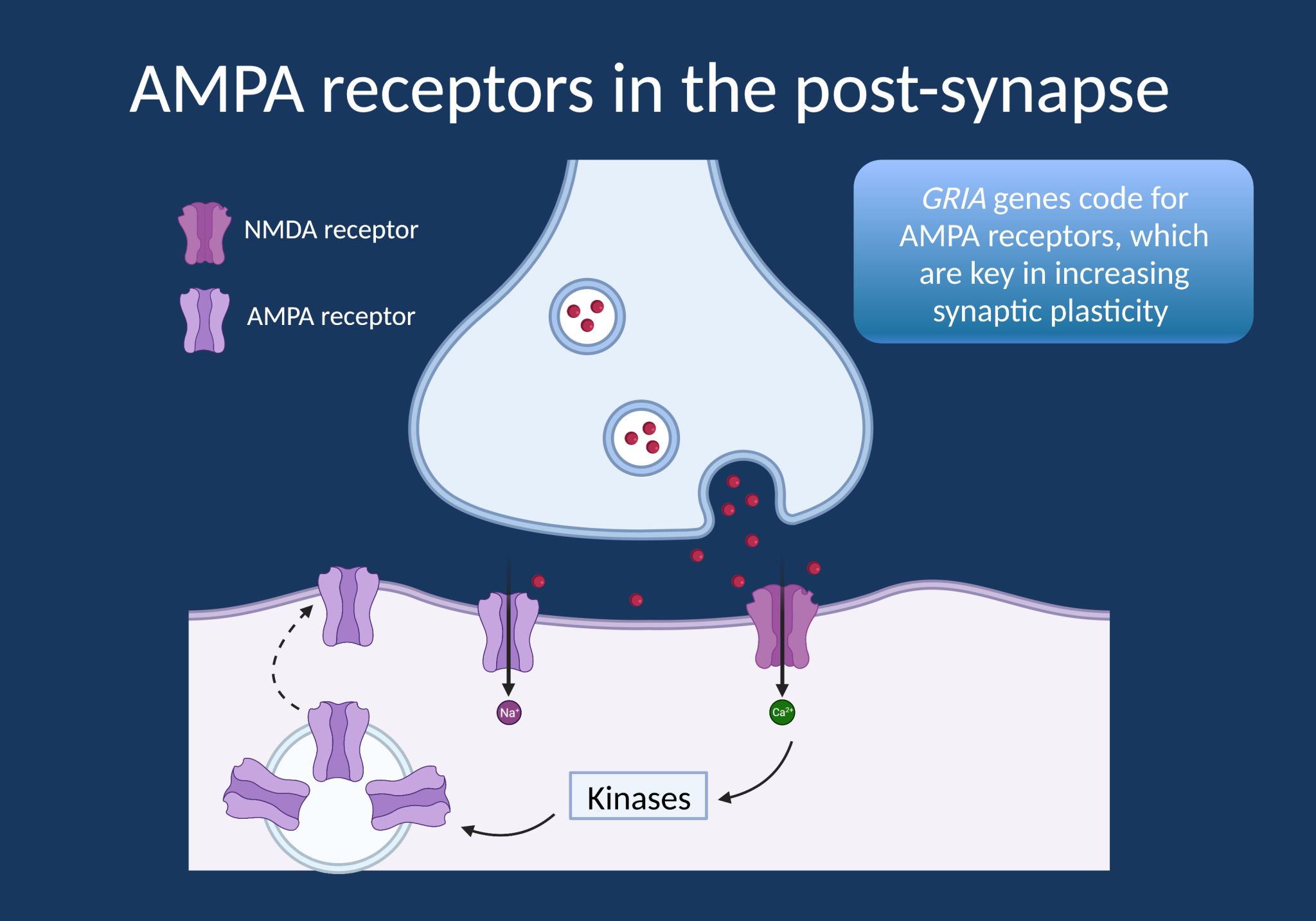 GRIA-related disorders – a different side of glutamate receptor ...