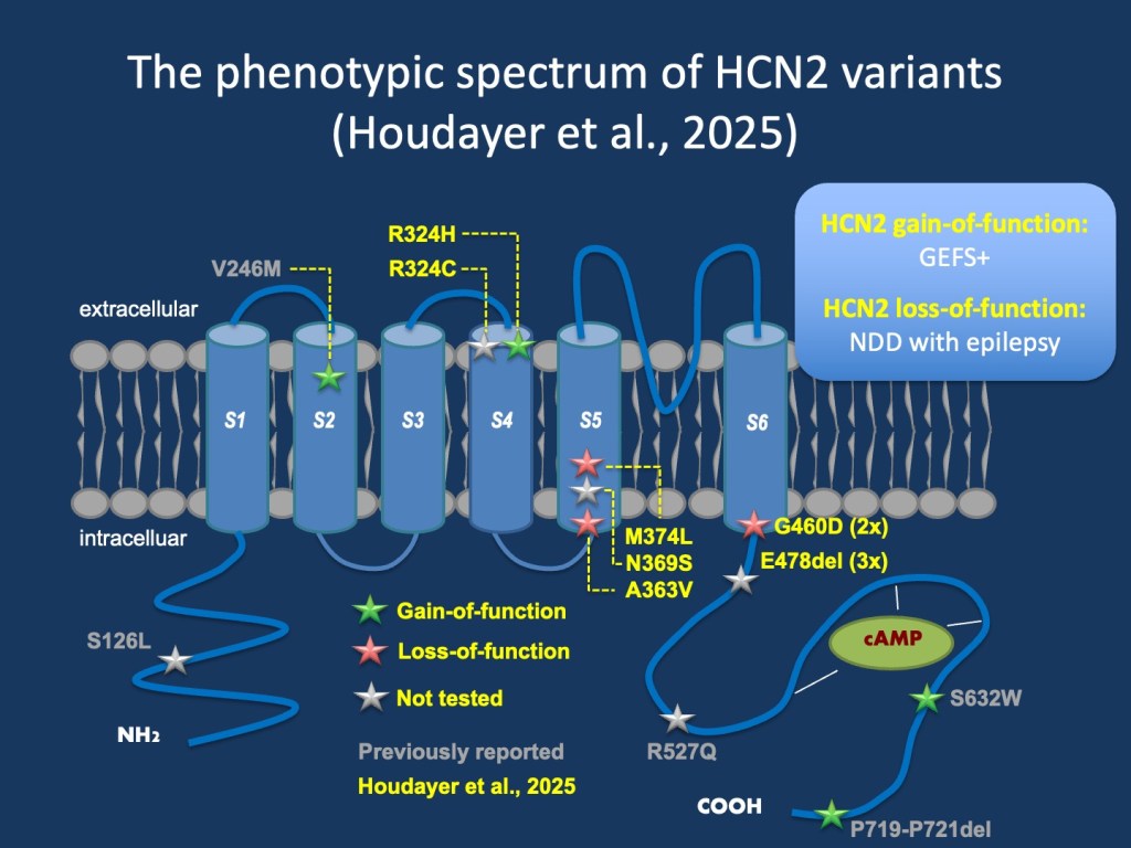 Out of sync – HCN2, epilepsy, and the h-current current | Beyond the ...